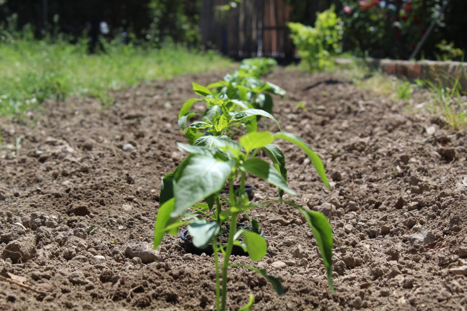 Bioestimulantes naturales a partir de residuos agrícolas - ATRIA Innovation
