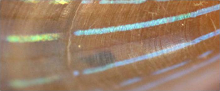 Transparent screens and marine shells - ATRIA Innovation